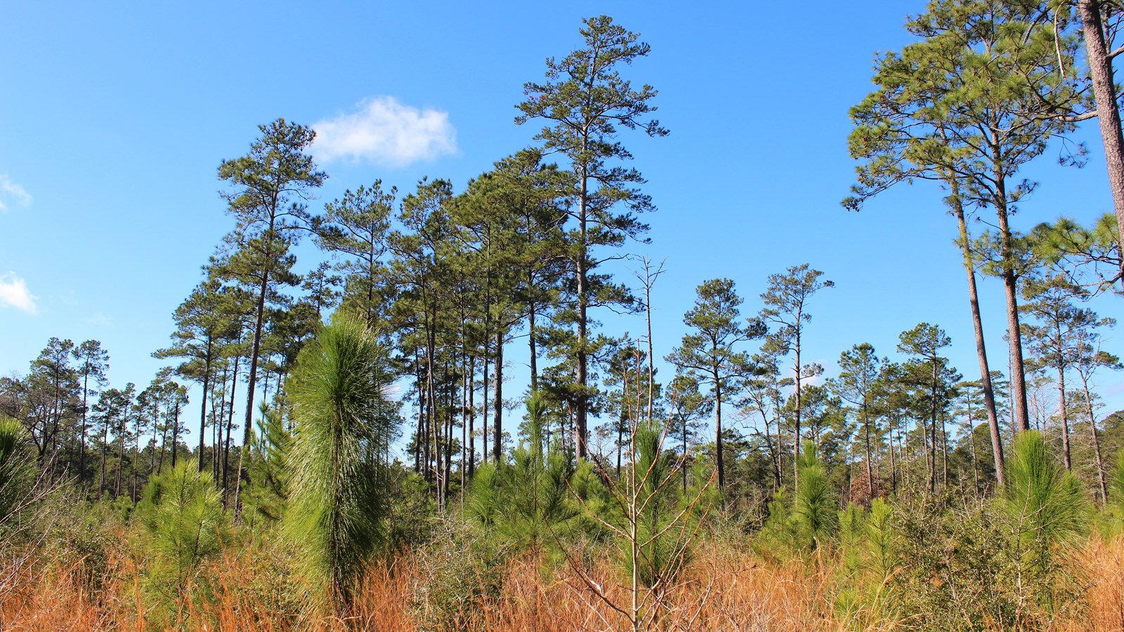 Centennial Forest (U.S. National Park Service)