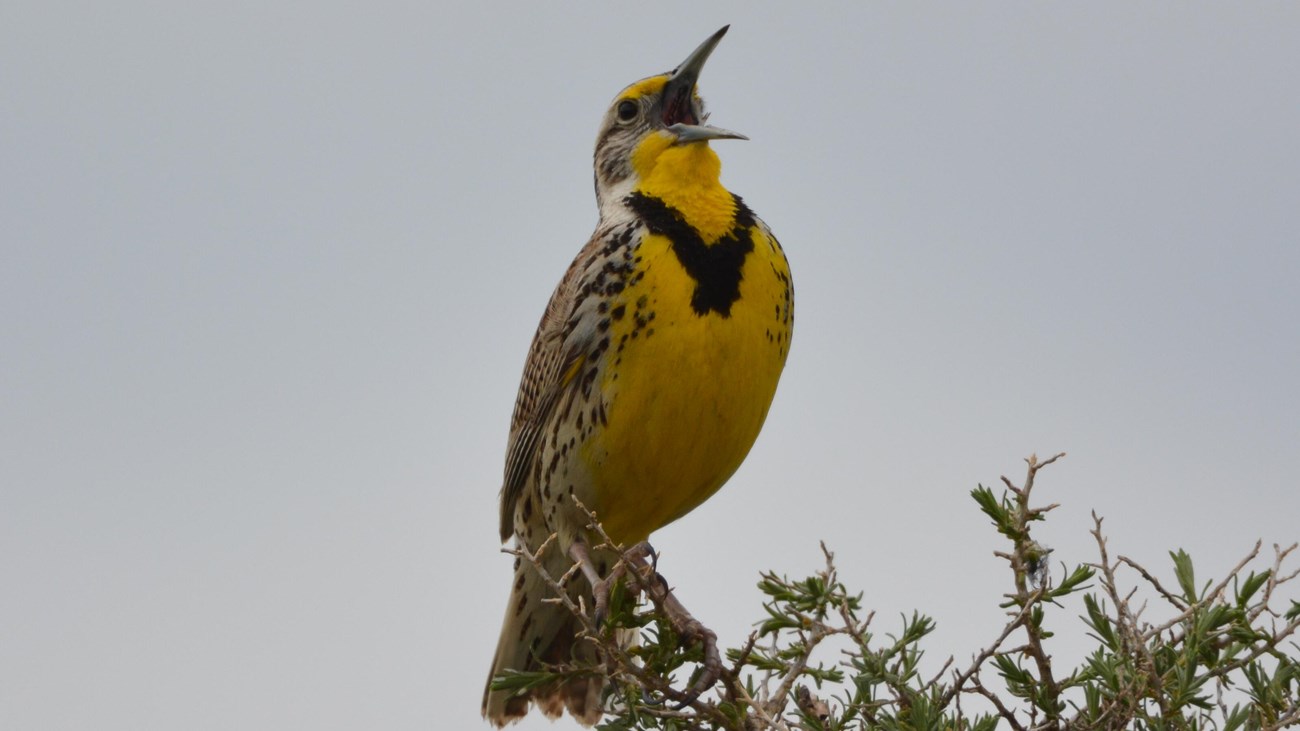 Birding in Theodore Roosevelt National Park (U.S. National Park Service)