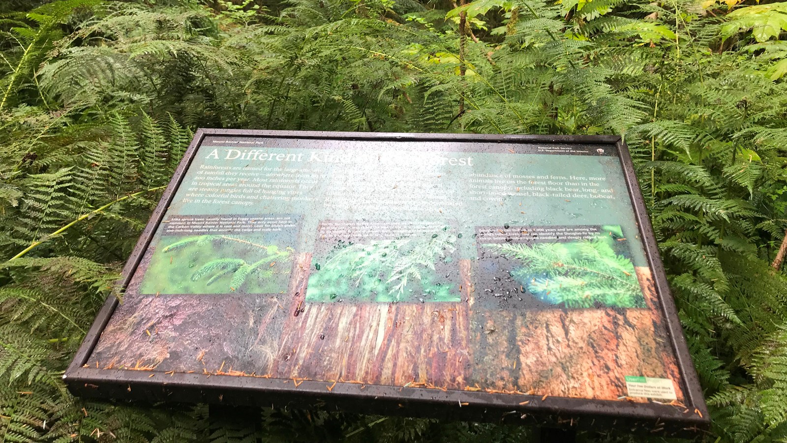 Carbon River Rainforest Trail: A Different Rainforest Exhibit Panel (U ...