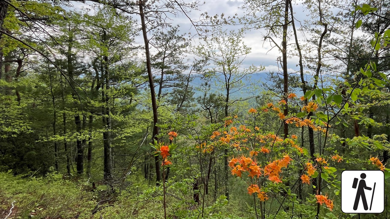 Hike on Chestnut Top Trail (U.S. National Park Service)