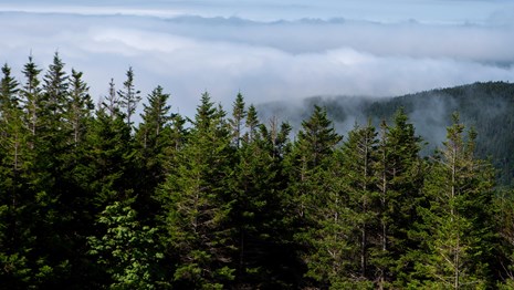 Plants - Acadia National Park (U.S. National Park Service)