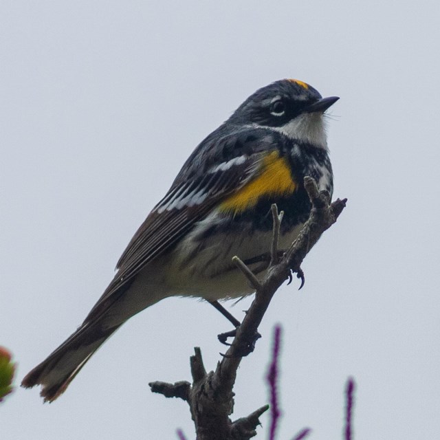 Birds - Acadia National Park (U.S. National Park Service)
