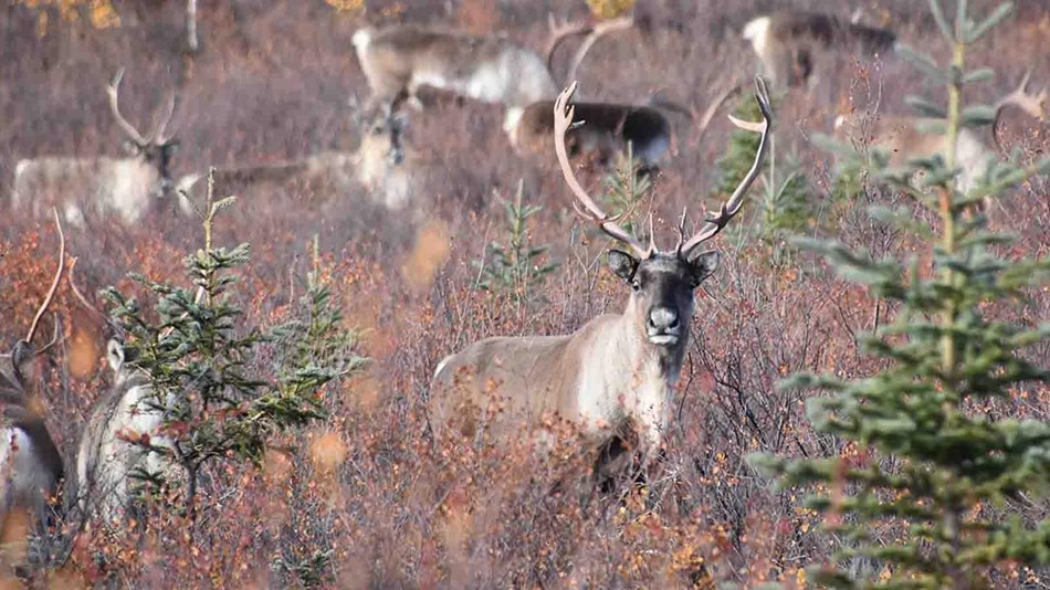 caribou - Alaska Nature and Science (U.S. National Park Service)