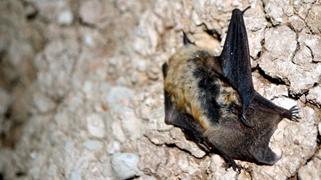 Bats in Parks - Bats (U.S. National Park Service)