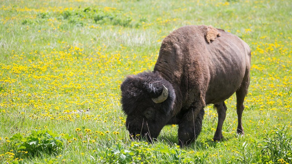Bison (U.S. National Park Service)