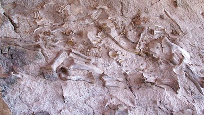 How Fossils Form - Fossils and Paleontology (U.S. National Park Service)