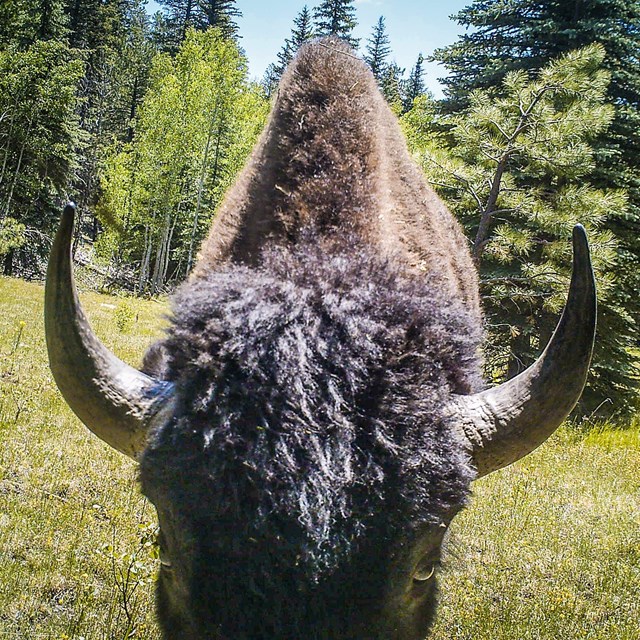 Bison - Grand Canyon National Park (U.S. National Park Service)