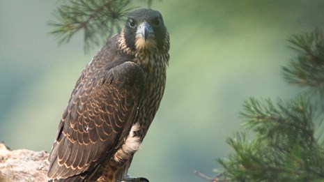 Animals - New River Gorge National River (U.S. National Park Service)