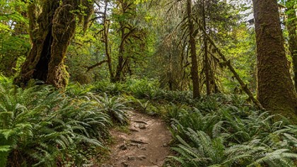 Visiting Wilderness - Olympic National Park (U.S. National Park Service)