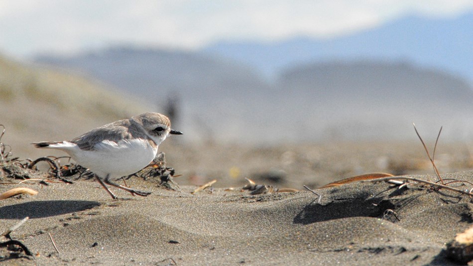 Western Snowy Plovers - Pacific Coast Science and Learning Center (U.S ...