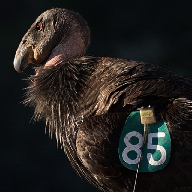 Profiles of the Pinnacles Condors - Pinnacles National Park (U.S ...