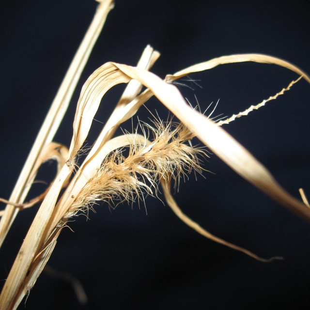 Buffelgrass - Saguaro National Park (U.S. National Park Service)