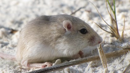 Animals - White Sands National Park (U.S. National Park Service)