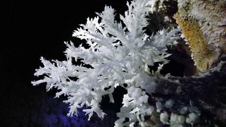 Nature - Wind Cave National Park (U.S. National Park Service)