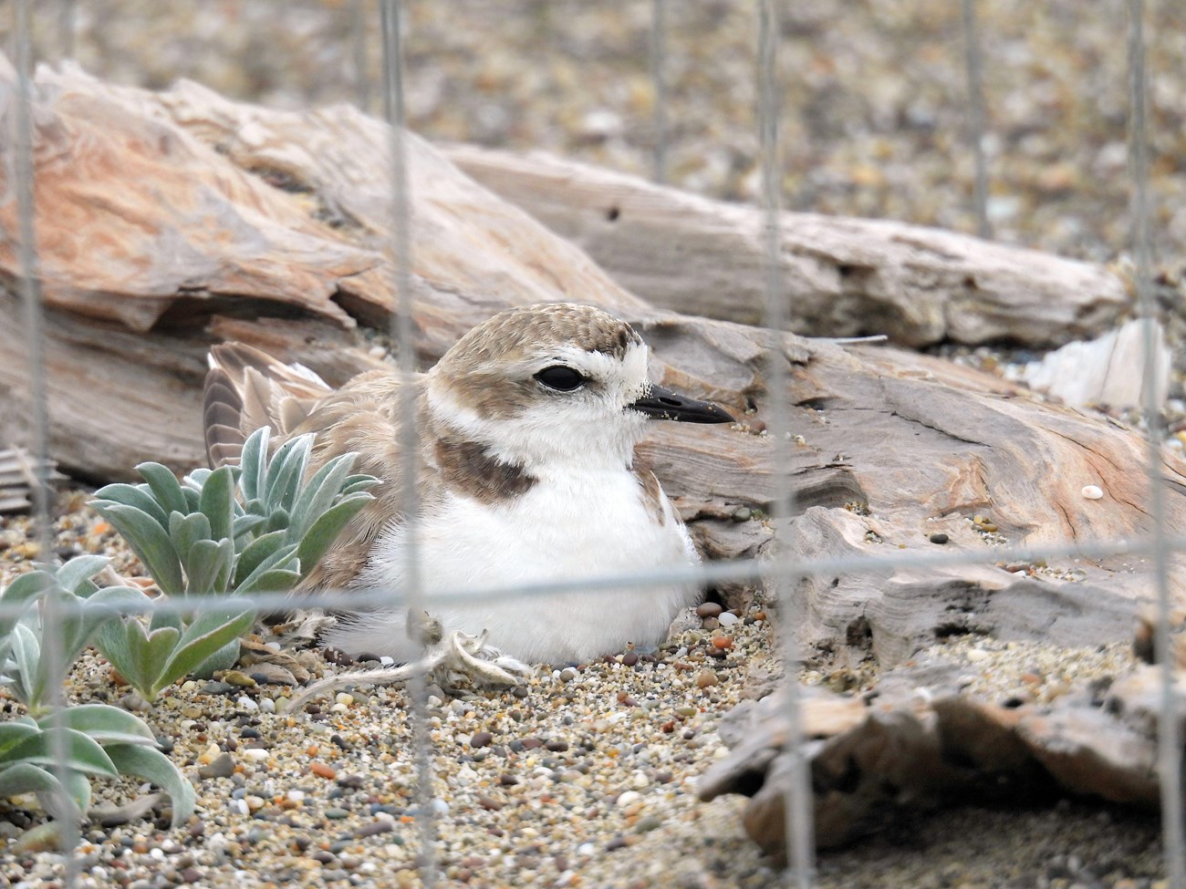 The Bounce-Back: 2025 Snowy Plover Breeding Season Had a Tough Start ...