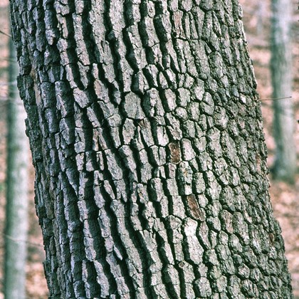 tree scavenger hunt beginner - Chesapeake & Ohio Canal National ...