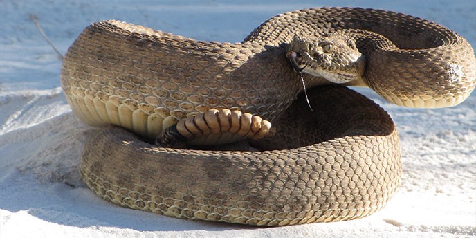 Animals - White Sands National Park (U.S. National Park Service)