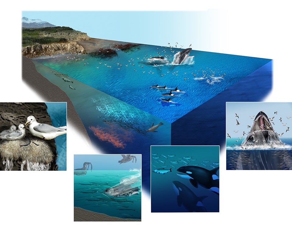 How Alaskan Marine Ecosystems Responded to a Massive Heatwave (U.S ...