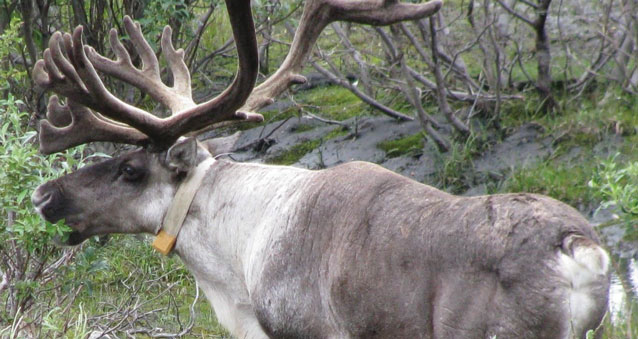 Population Dynamics of the Denali Caribou Herd (U.S. National Park Service)