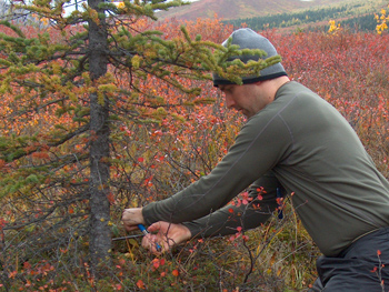 Treeline Shifts in Denali: Influences of Climate Change and Local Site ...