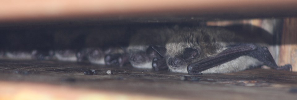 Bats - Devils Tower National Monument (U.S. National Park Service)