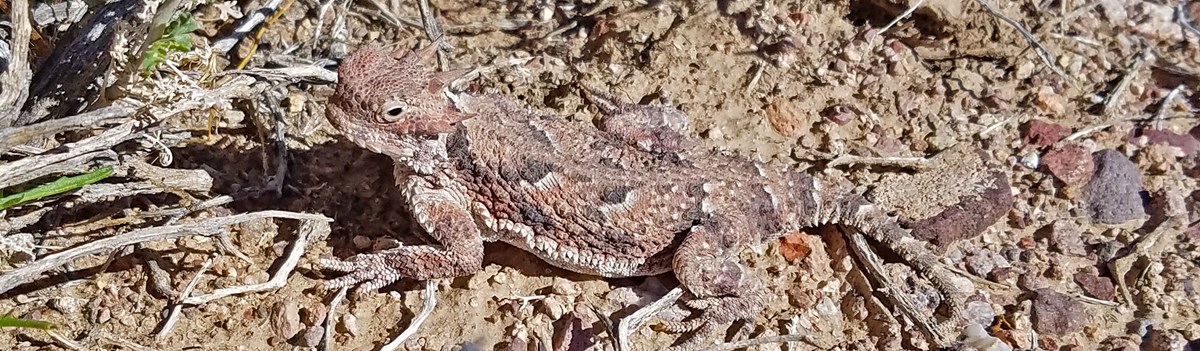Reptiles - Death Valley National Park (U.S. National Park Service)