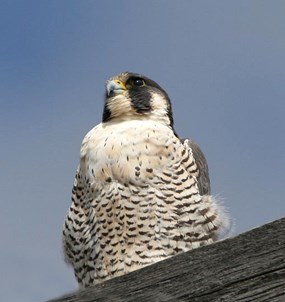 Peregrine Falcon Recovery at Dinosaur NM - Dinosaur National Monument ...