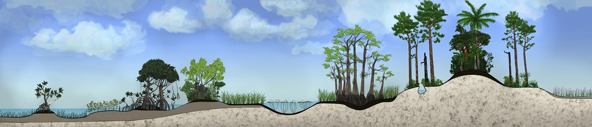 Habitats - Everglades National Park (U.S. National Park Service)