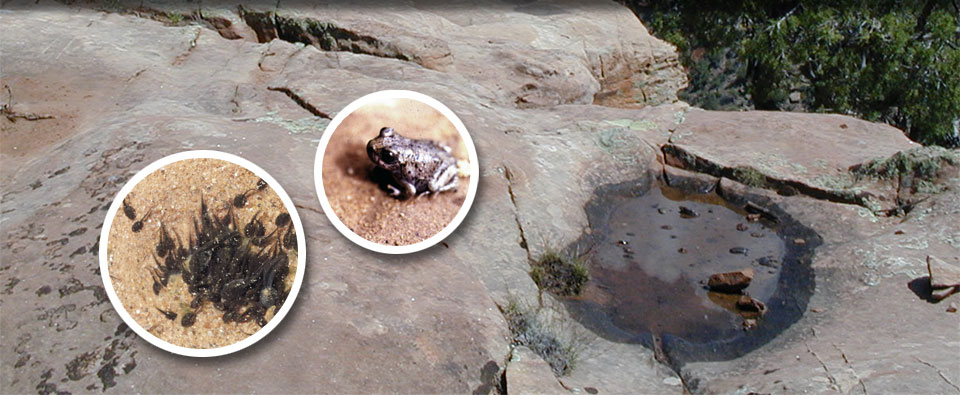 National Park Service - Colorado National Monument - Medium - Desert ...