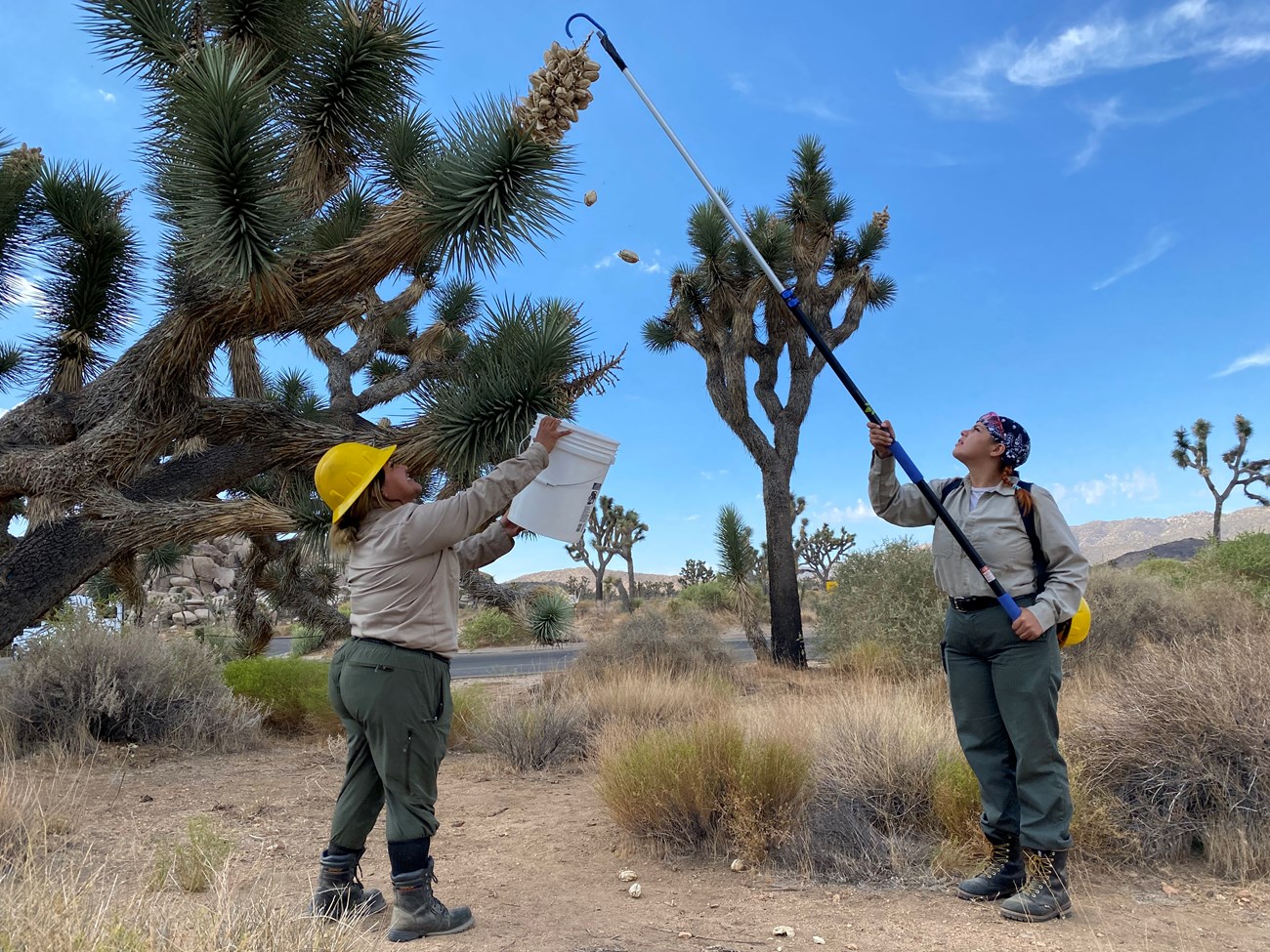 Project Profile: Expand Joshua Tree Seed Availability for Parks (U.S ...