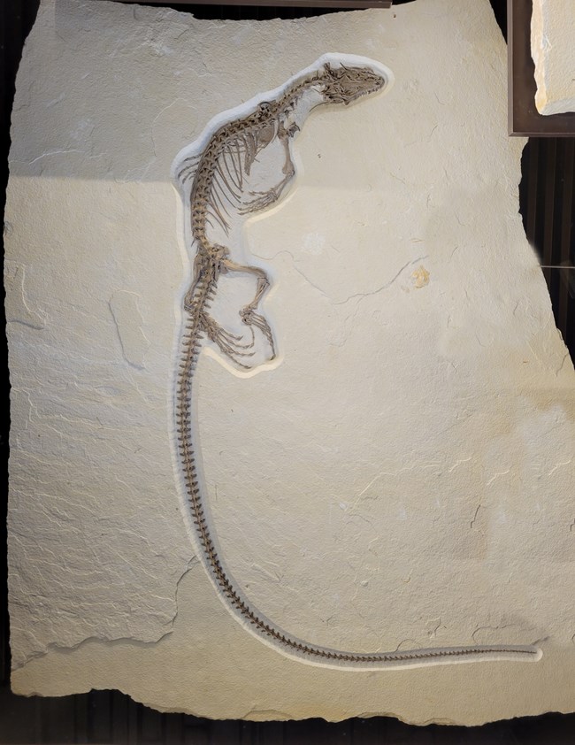 Fossil Reptiles - Fossil Butte National Monument (U.S. National Park ...