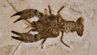 Fossil Arthropod Species - Fossil Butte National Monument (U.S ...