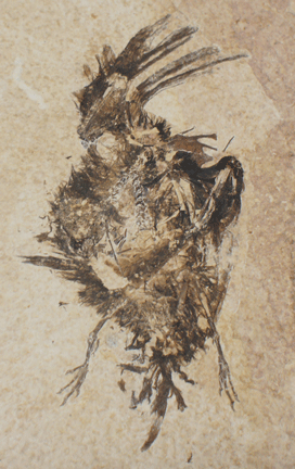 Fossil Bird Species - Fossil Butte National Monument (U.S. National ...