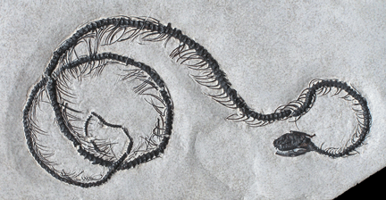 Fossil Reptiles - Fossil Butte National Monument (U.S. National Park ...