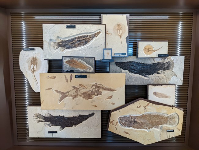 Visitor Center Exhibits - Fossil Butte National Monument (U.S. National ...