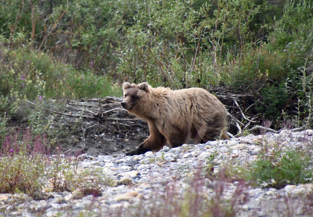Brown Bear - Gates Of The Arctic National Park & Preserve (U.S ...