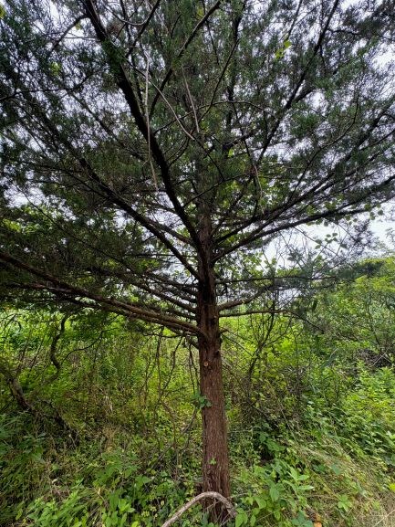 Red Cedar - Gateway National Recreation Area (U.S. National Park Service)