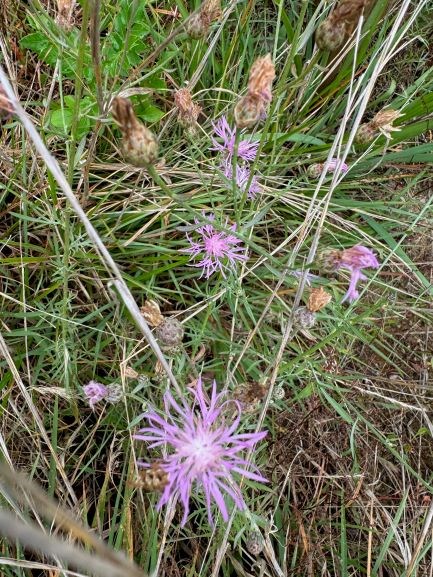 Spotted Knapweed - Gateway National Recreation Area (U.S. National Park ...