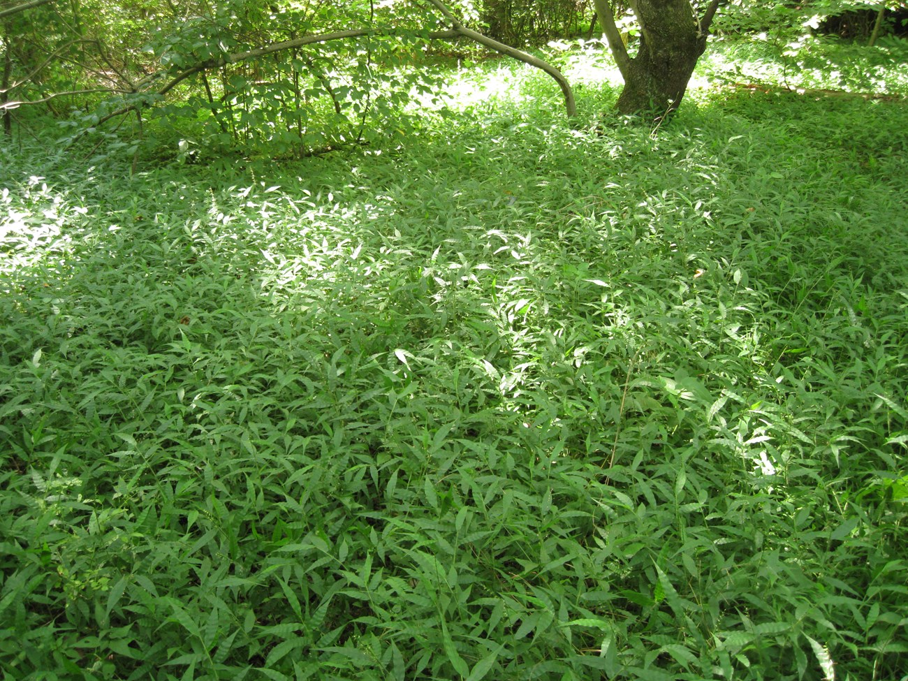 Wavyleaf Basketgrass - Gettysburg National Military Park (U.S. National ...