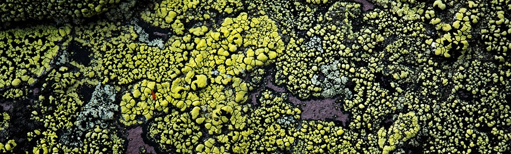 Lichens - Glacier National Park (U.S. National Park Service)