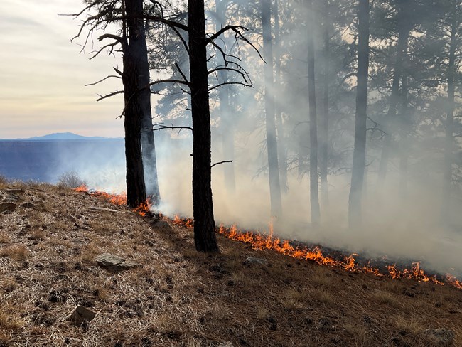 Fire Information - Grand Canyon National Park (U.S. National Park Service)