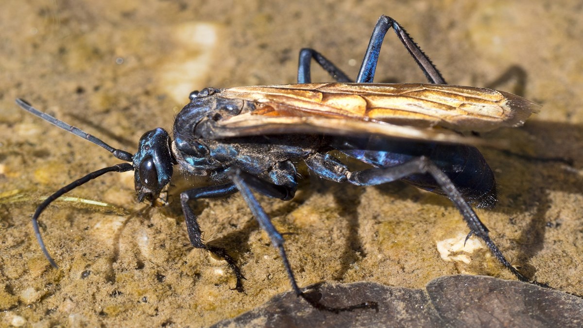 Tarantula Hawk - Grand Canyon National Park (U.S. National Park Service)