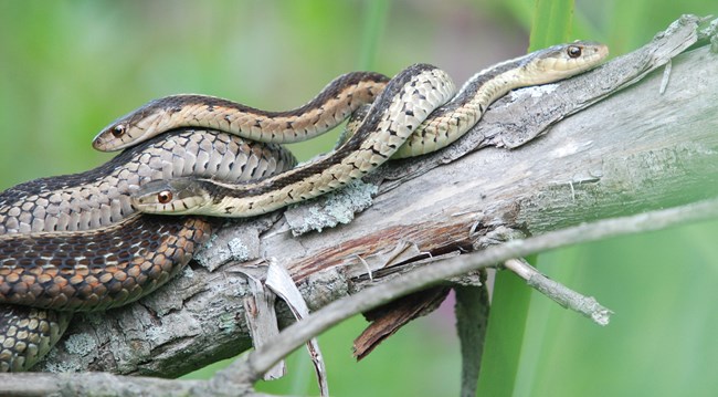 Amphibians & Reptiles - Grand Portage National Monument (U.S. National ...