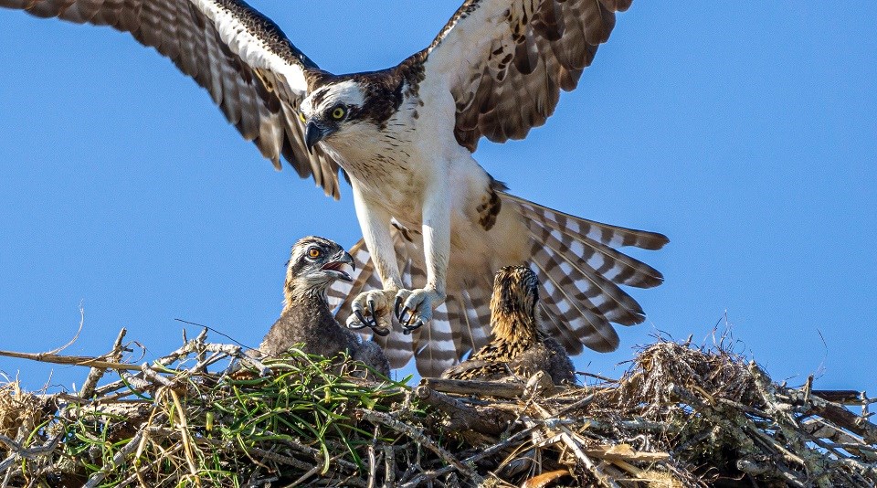 Osprey - Gulf Islands National Seashore (U.S. National Park Service)