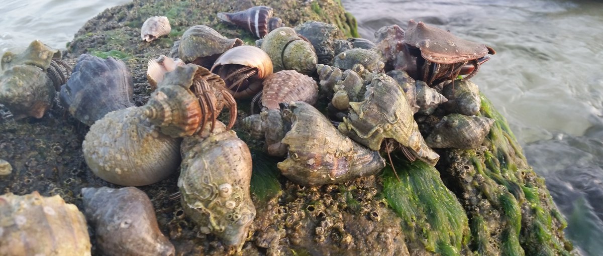 Striped Hermit Crabs - Gulf Islands National Seashore (U.S. National ...