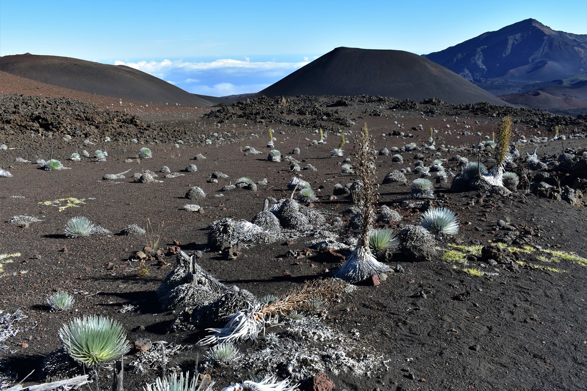 Haleakalā Silverswords Haleakalā National Park U S National Park
