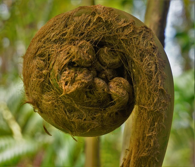 Pulu Factories - Hawai'i Volcanoes National Park (U.S. National Park ...