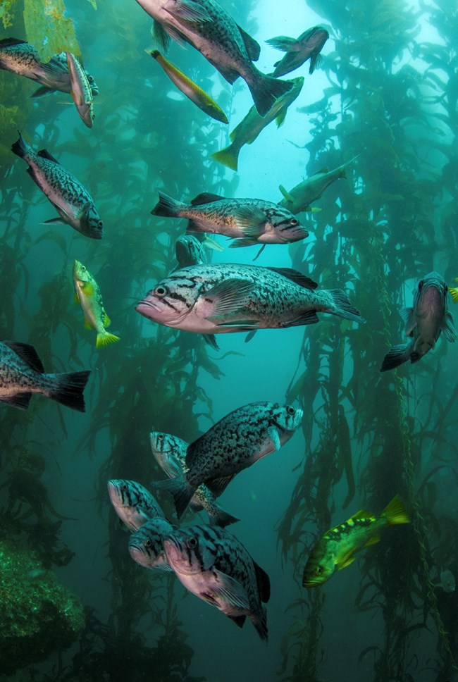 Kelp Forest Community Monitoring (U.S. National Park Service)