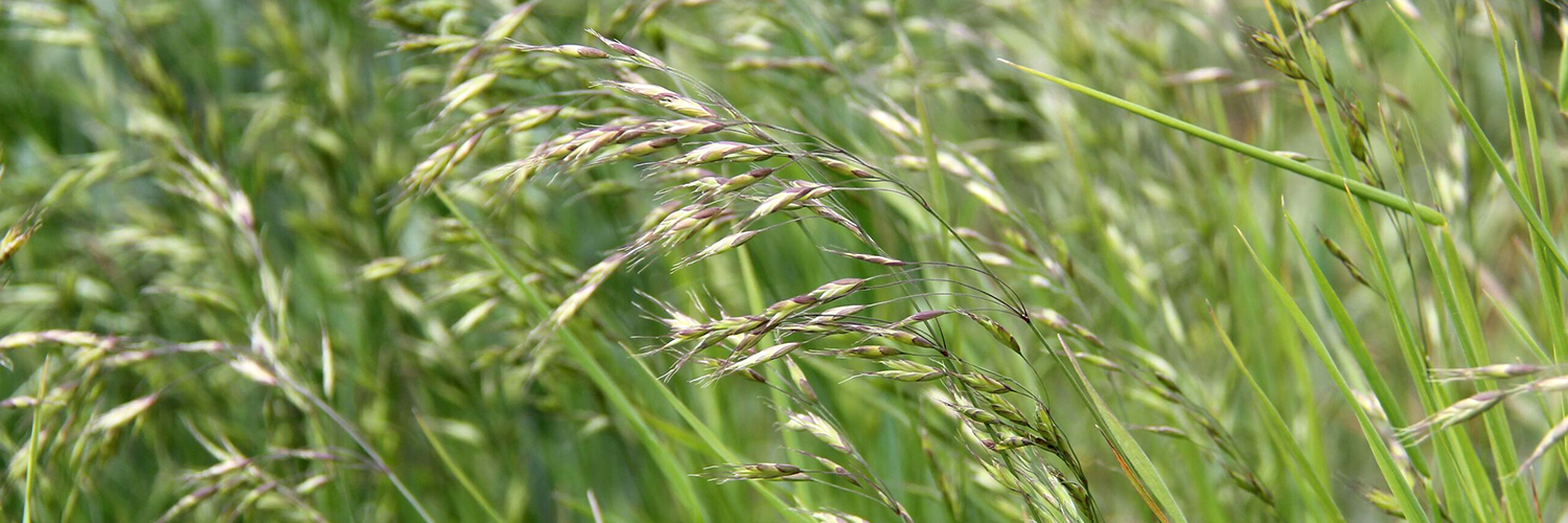 Invasive Exotic Plant Monitoring at Fossil Butte National Monument (U.S ...