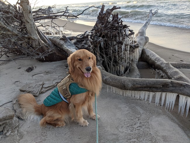 INDU BARK Rangers - Indiana Dunes National Park (U.S. National Park ...